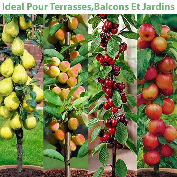 Set de 4 arbres fruitiers colonnaires (1 poirier, 1 abricotier, 1 ceri ...